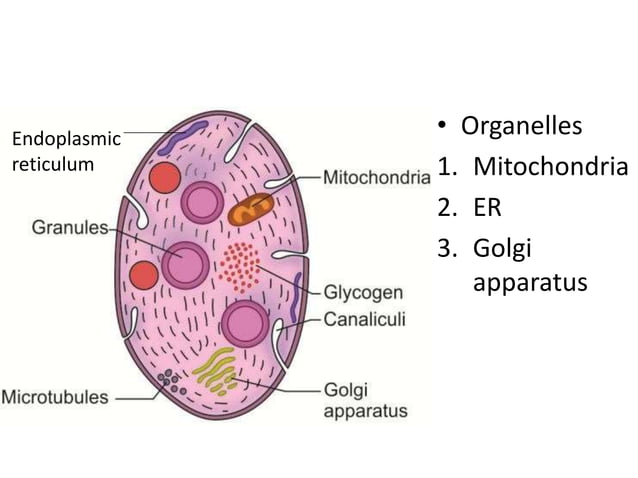 Blood Physiology Structure and characteristics of Platelets.pptx