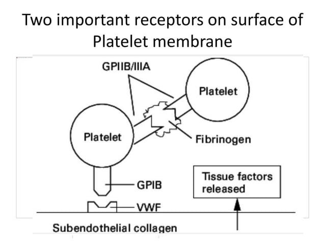 Blood Physiology Structure and characteristics of Platelets.pptx
