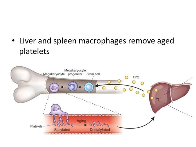 Blood Physiology Structure and characteristics of Platelets.pptx