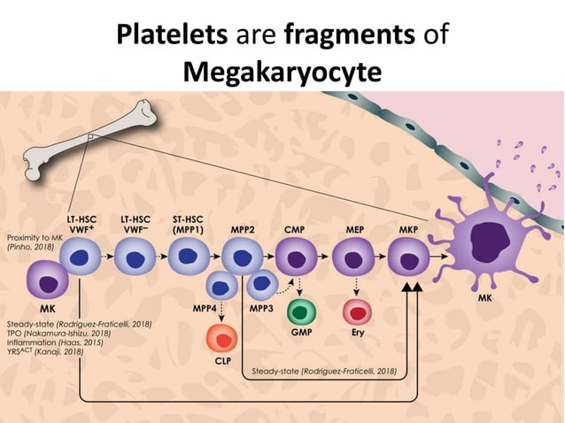 Blood Physiology Structure and characteristics of Platelets.pptx