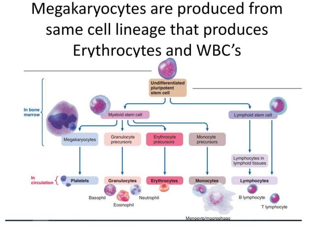 Blood Physiology Structure and characteristics of Platelets.pptx