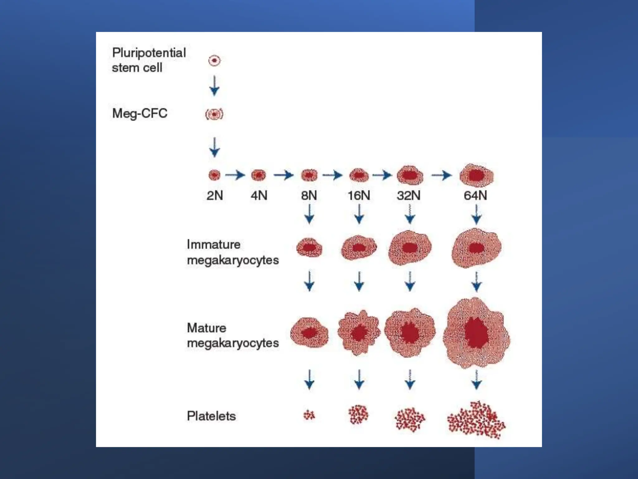 platelets: its role in normal and diseases.pptx