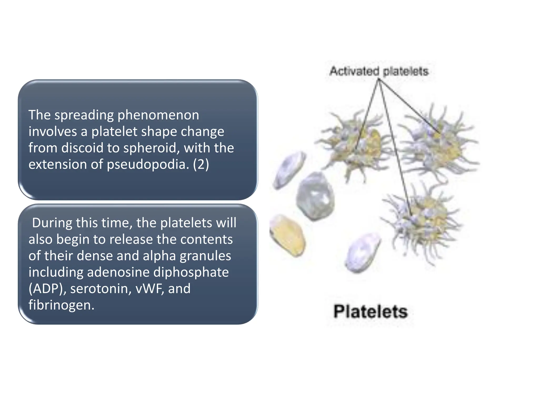 platelets :its role in normal and diseases.pdf