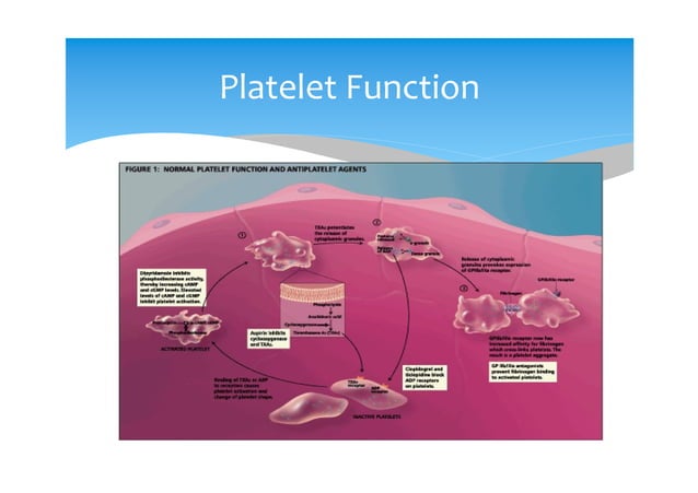 platelets and anticoagulants and their effects.pdf