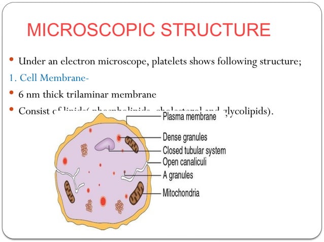 PLATELETS AND ITS ROLE IN BLOOD COAGULATION.pptx