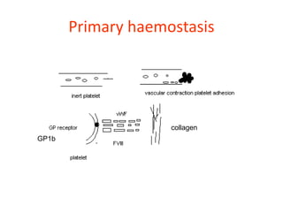 platelets D.ppt