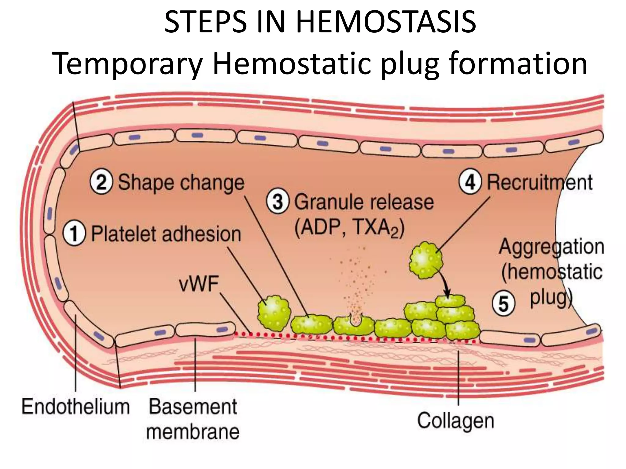 platelets & hemostasis.pptx