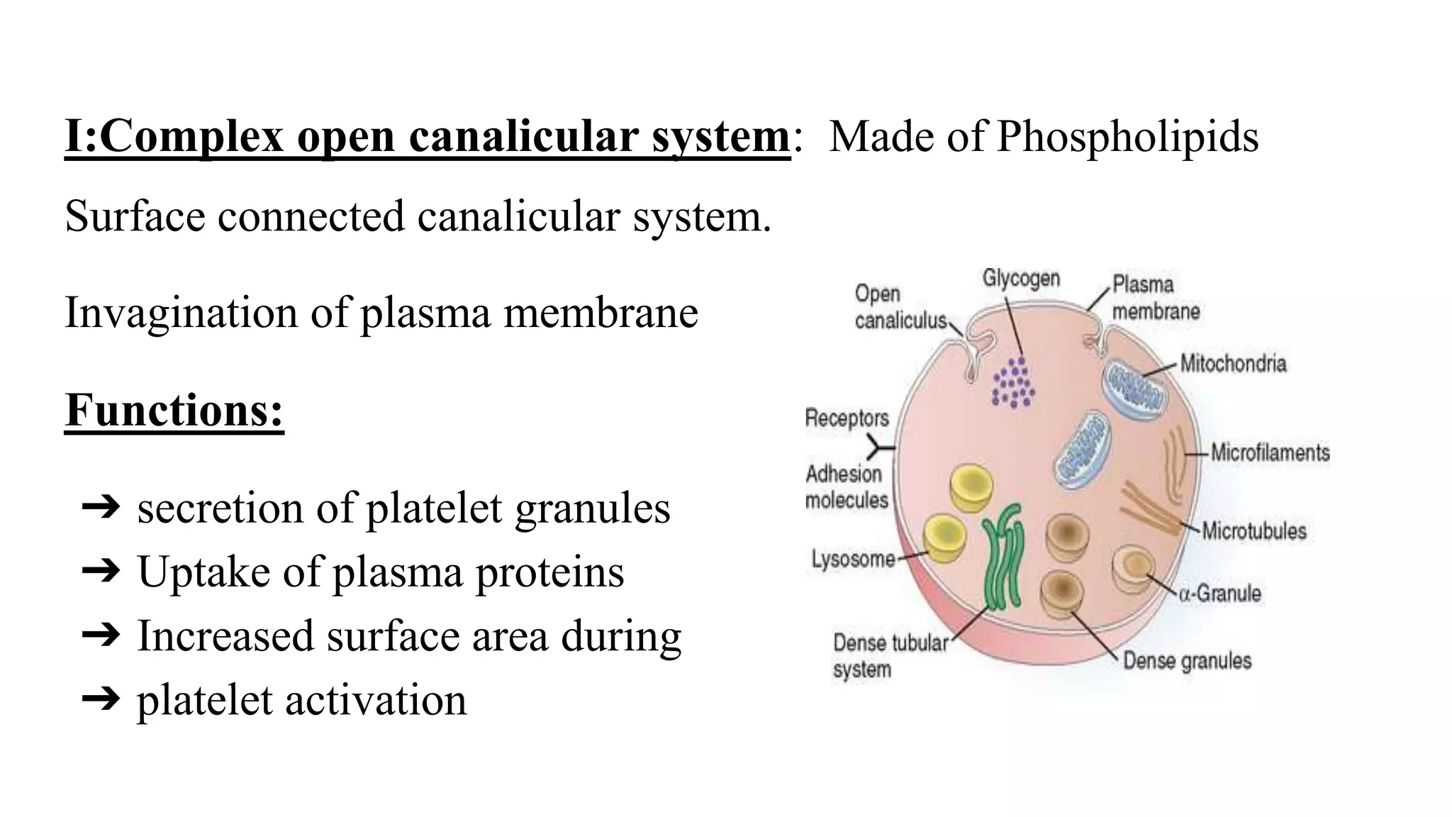 Platelet structure and function (1) | PPTX