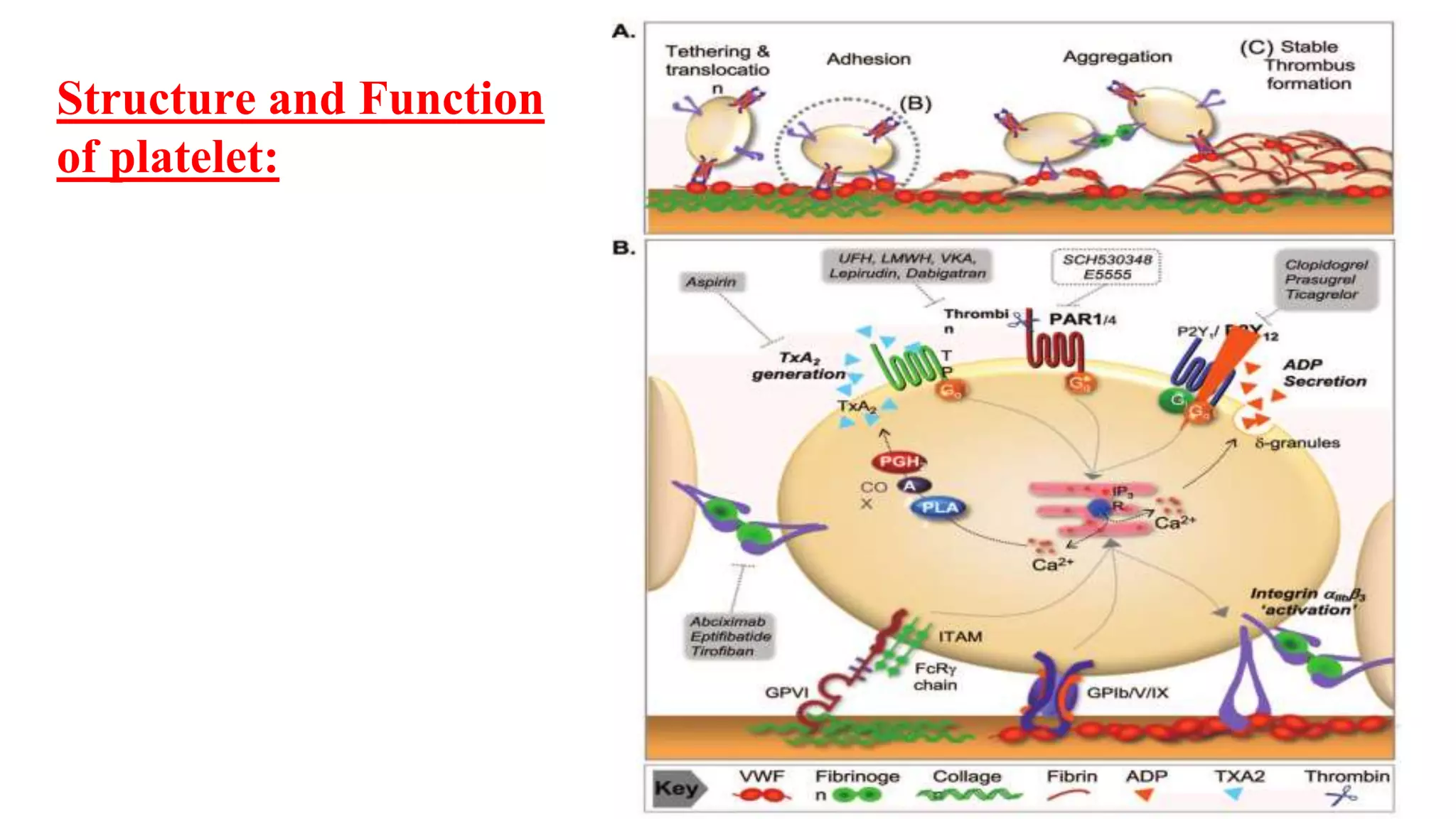 Platelet structure and function (1) | PPTX