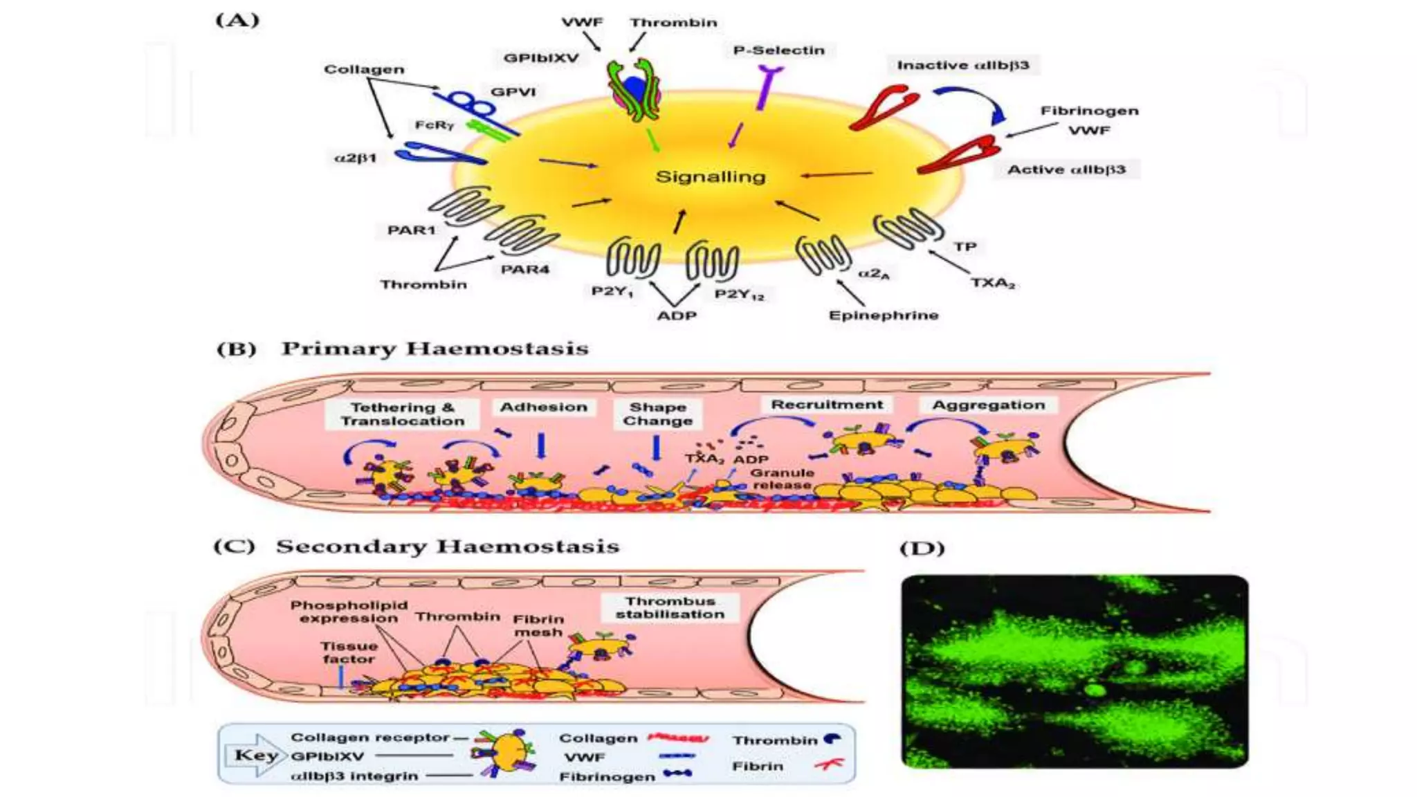 Platelet structure and function (1) | PPTX