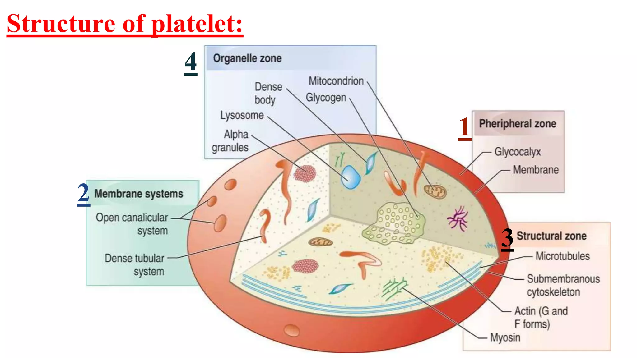 Platelet Structure And Function 1 Pptx