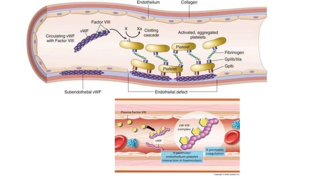 Platelet structure and function (1) | PPTX | Blood Disorders | Diseases ...