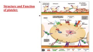 Platelet structure and function (1) | PPTX