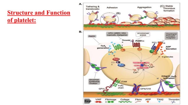 Platelet structure and function (1) | PPTX | Blood Disorders | Diseases ...