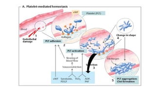 Platelet structure and function (1) | PPTX