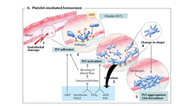 Platelet structure and function (1) | PPTX | Blood Disorders | Diseases ...