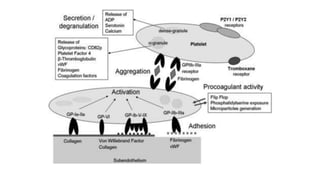 Platelet structure and function (1) | PPTX