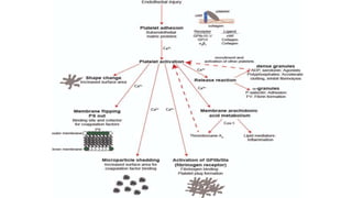 Platelet structure and function (1) | PPTX