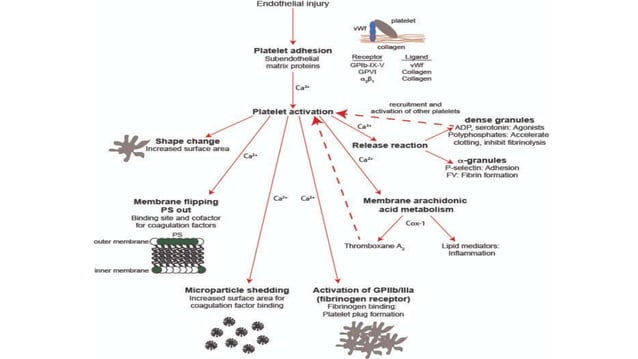 Platelet structure and function (1) | PPTX | Blood Disorders | Diseases ...