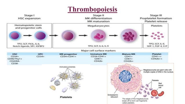 Platelet structure and function (1) | PPTX | Blood Disorders | Diseases ...