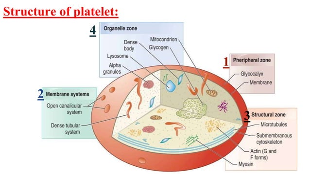 Platelet structure and function (1) | PPTX | Blood Disorders | Diseases ...