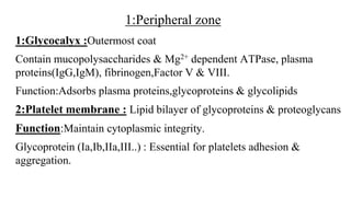 Platelet structure and function (1) | PPTX