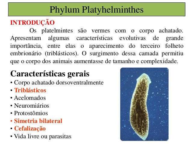 Aula Platelmintes