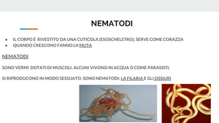 Platelminti anellidi nematodi | PDF