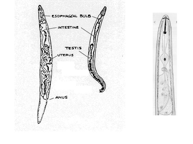 Platelminti e nematodi | PPT