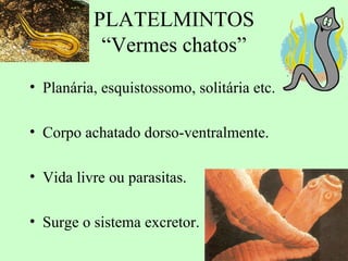 Platelmintos | PPT