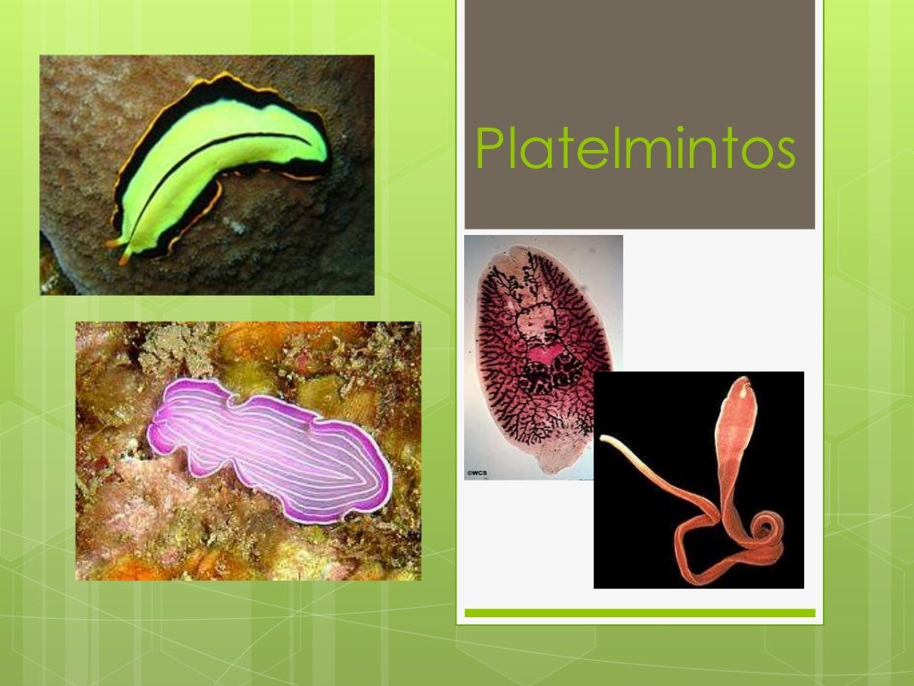 Platelmintos