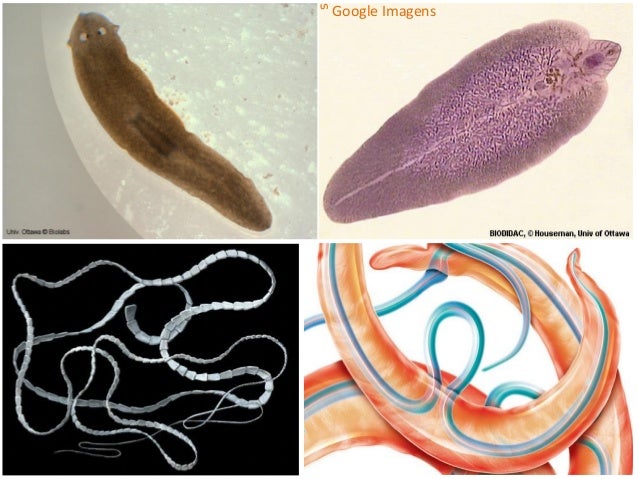 Zoologia: Platelmintos