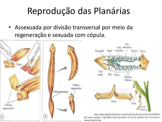 Biologia e Ciências na Cabeça!: PLATELMINTOS