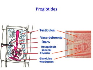 Platelmintos | PPT