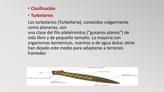 Platelmintos | PPTX