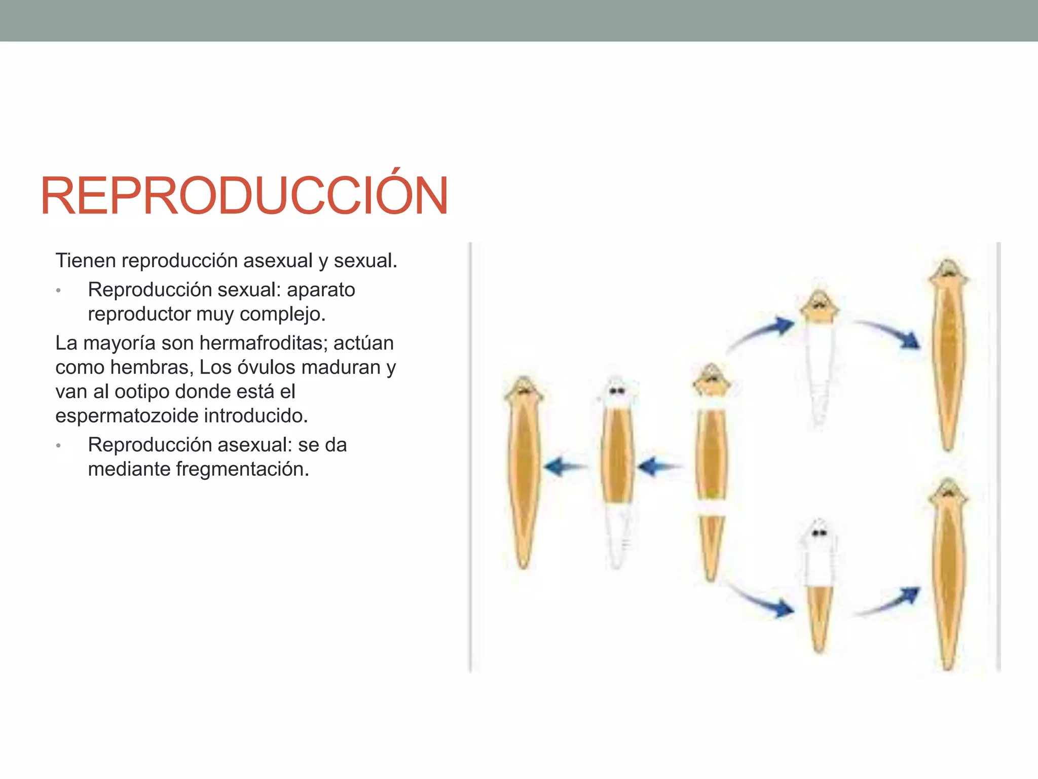 Platelmintos | PPT