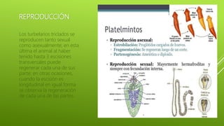 Platelmintos | PPTX