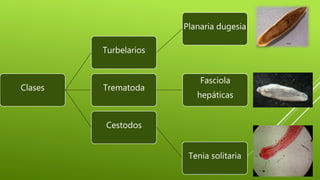Platelmintos | PPTX