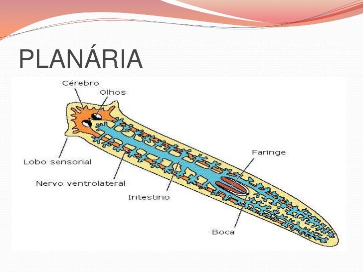 Platelmintos 3º 1