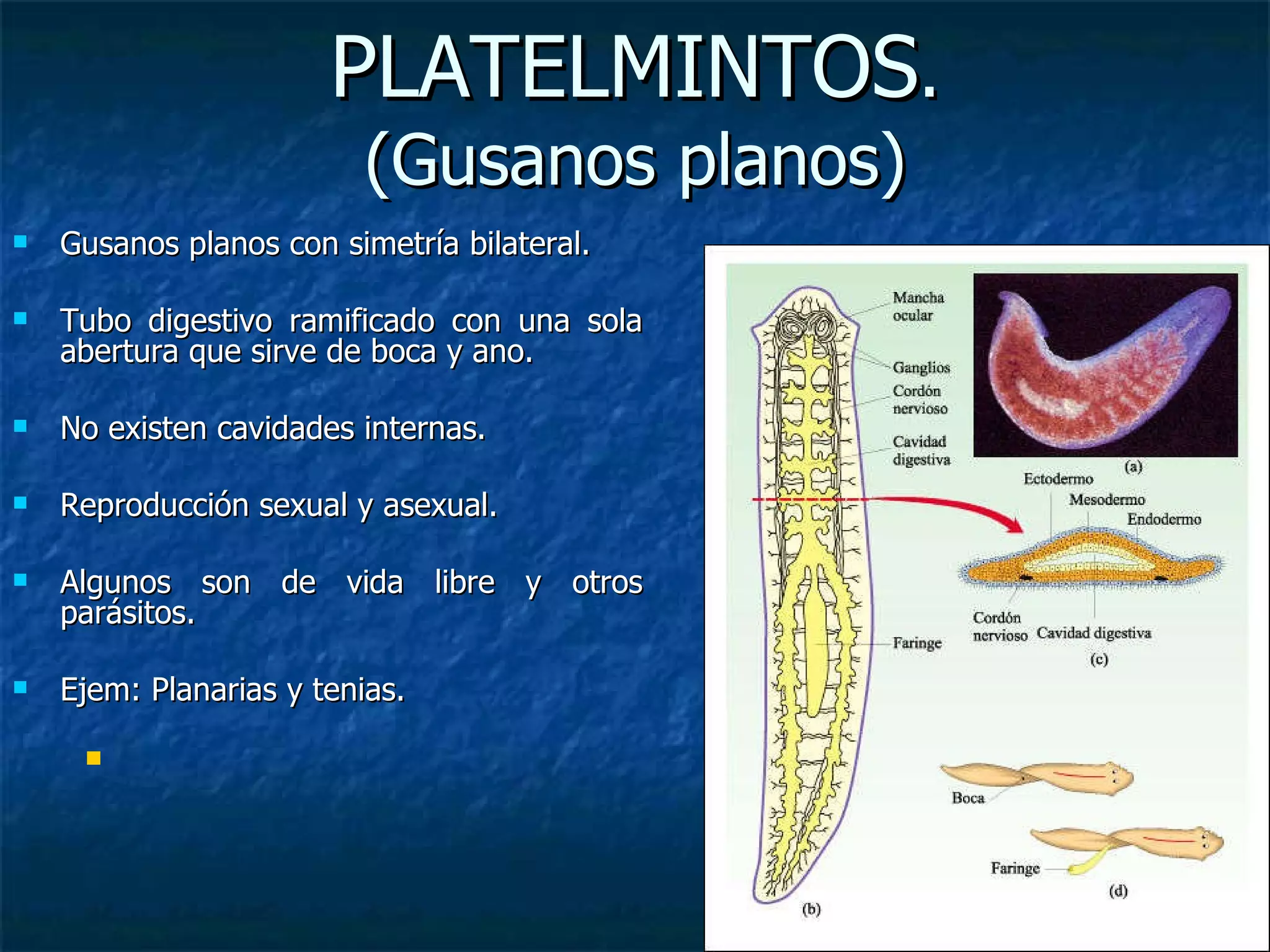 Platelmintos A Moluscos | PPT