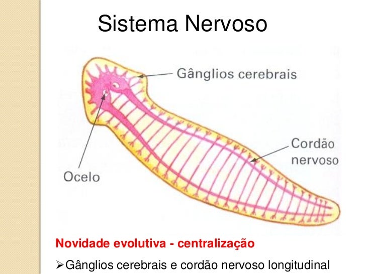 Platelmintose nematelmintos ifpe