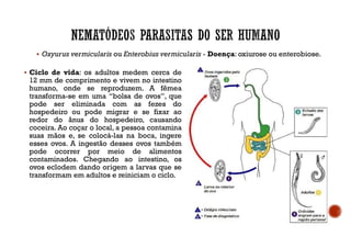 Classificação dos seres vivos - Invertebrados - platelmintos e ...