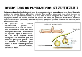 Classificação dos seres vivos - Invertebrados - platelmintos e ...