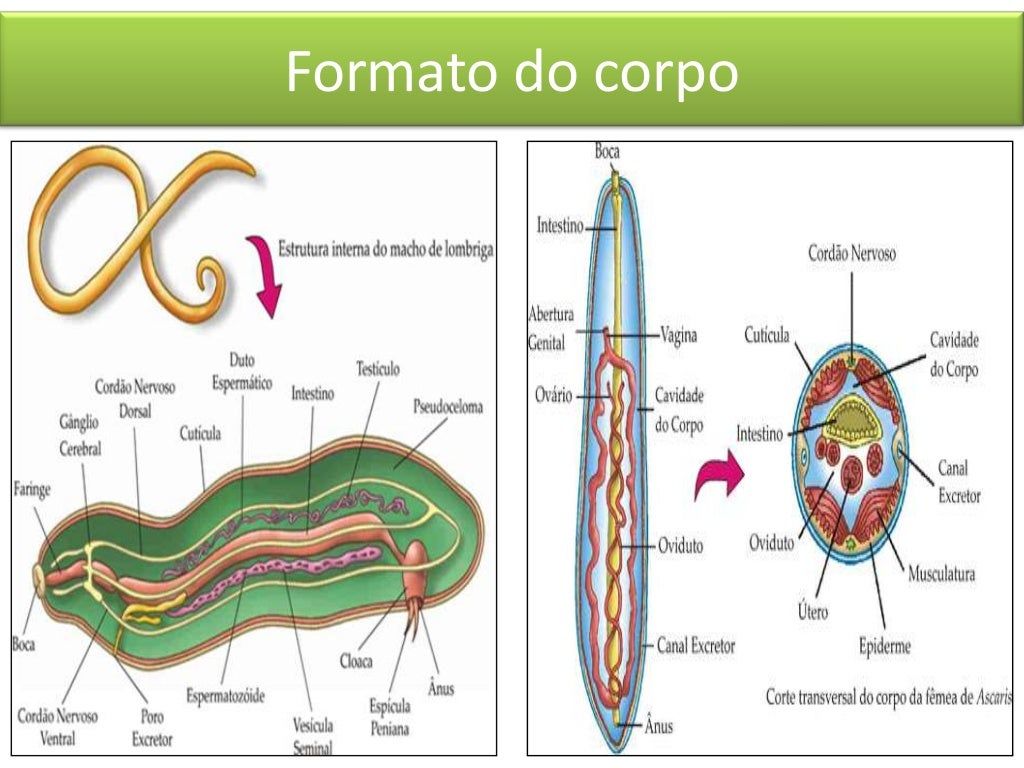 Platelmintos & Nematódeos
