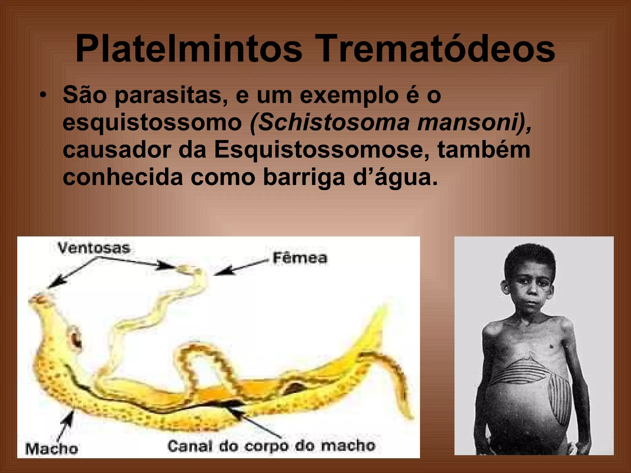 Platelmintos Nematelmintos Anelideos | PPT | Pets