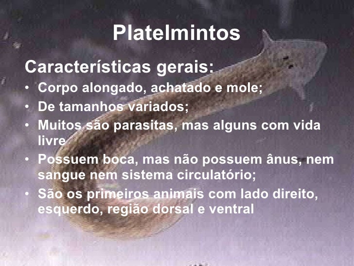 Platelmintos Nematelmintos Anelideos