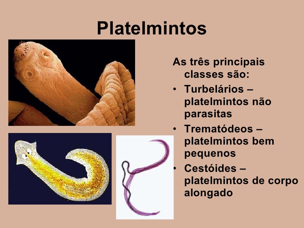 Platelmintos Nematelmintos Anelideos
