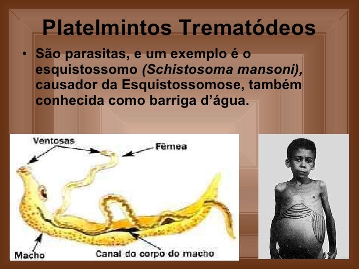 DIFERENÇAS ENTRE PLATELMINTOS E NEMATELMINTOS by Carla Röpke