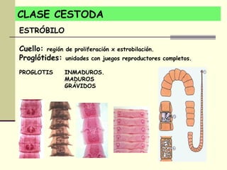 Platelmintos parásitos lab | PPT