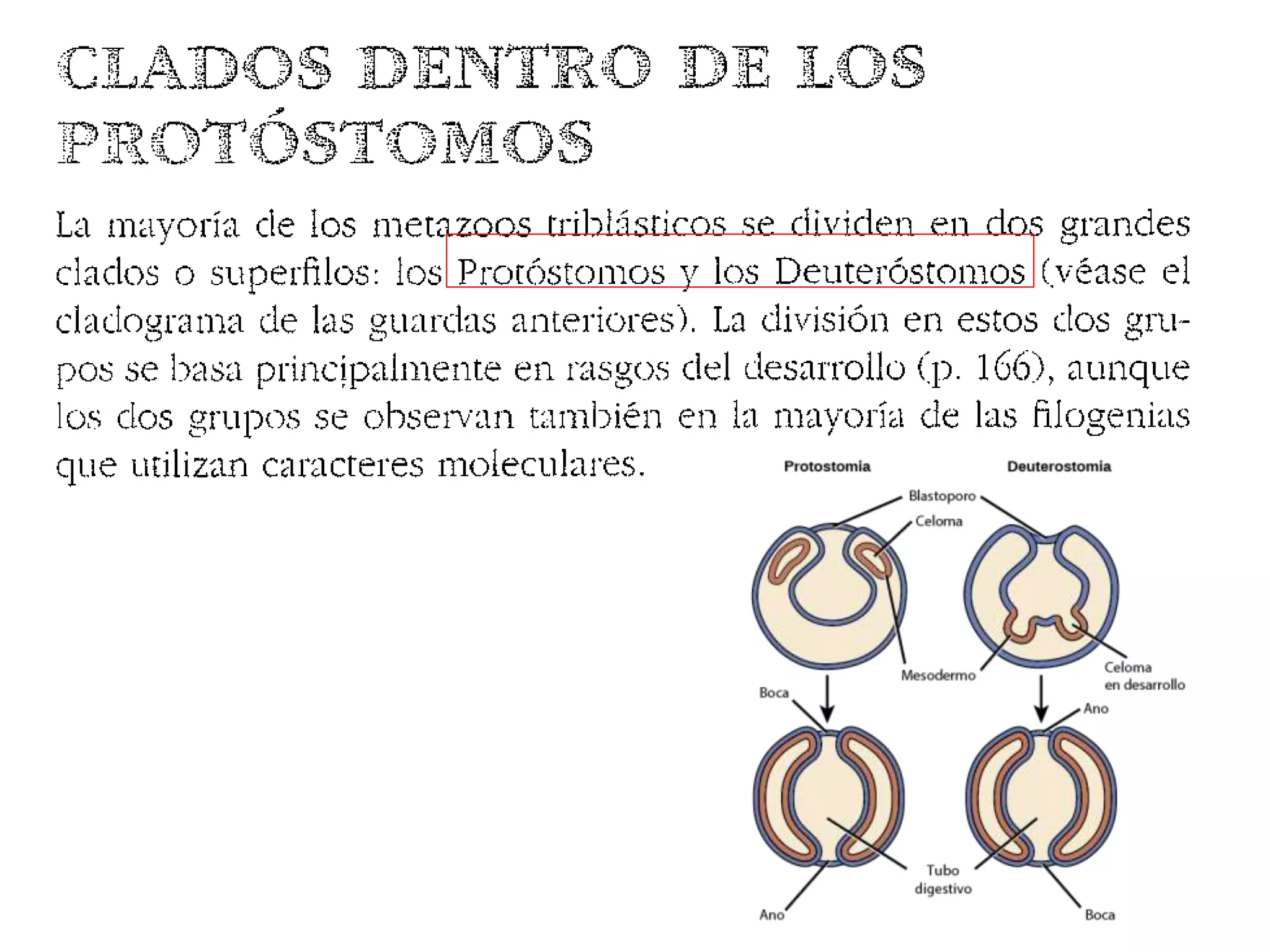 Platelmintos, Acelomorfos, Mesozoos y Nemertinos | PPTX